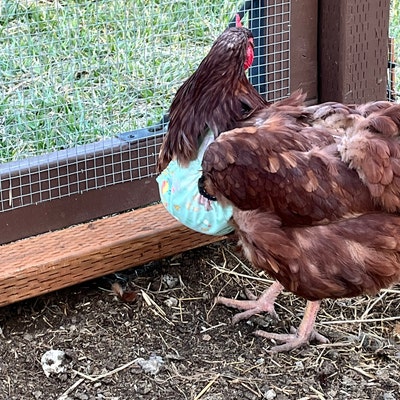 Chicken Bra, Crop Support, Pendulous Crop Support, Crop Bra, Hen Bra ...