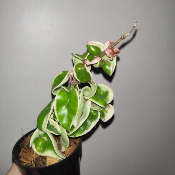 Hoya Carnosa Compacta Hindu Rope Variegata 3 US SELLER - Etsy