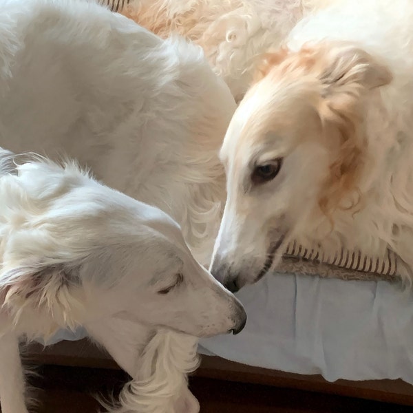 1980s Ferrari Telephone, Red Testarossa, Made for the Dutch Market - Etsy