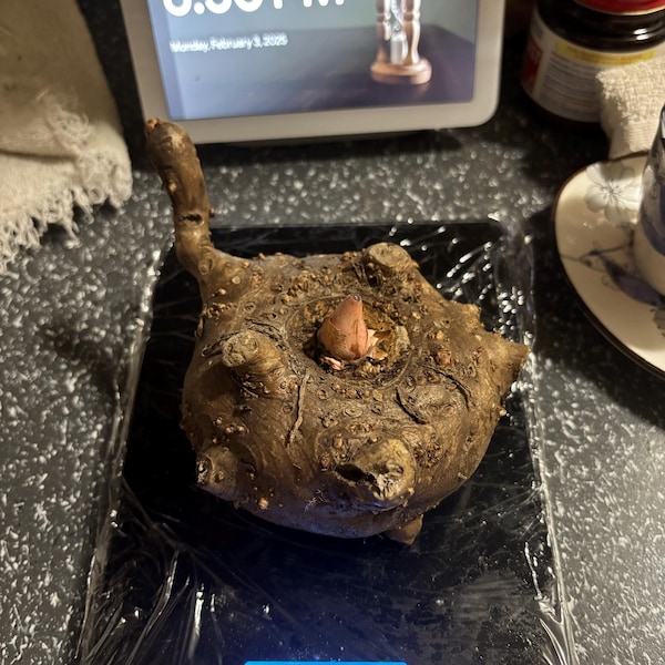 AMORPHOPHALLUS KONJAC Twenty Five (25) Bulbils - Voodoo Lily Bulb - Etsy