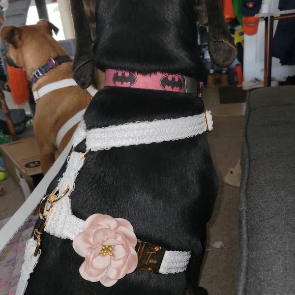 Custom White Lace Personalized Fancy Wedding Dog Collar or Dog Flower ...