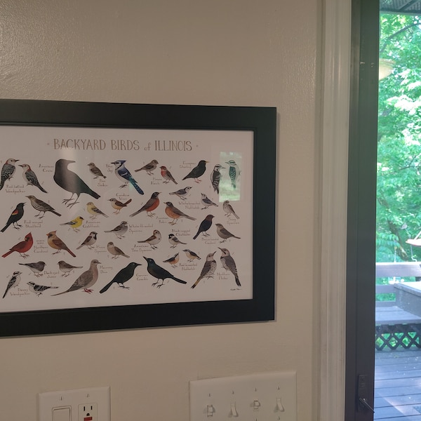 Illinois Backyard Birds Field Guide Art Print / Watercolor Painting ...