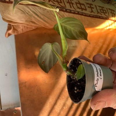 Sansevieria Cylindrica Rocket Snake Plant 6cm - Etsy UK