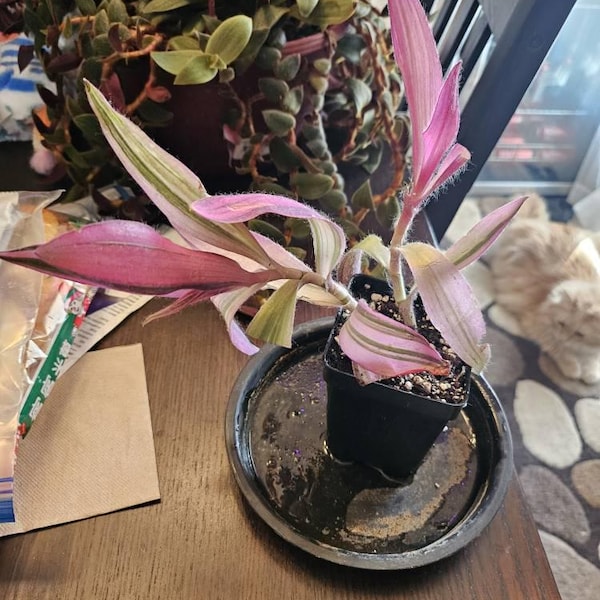 Blushing Lilac Cuttings 'krasavitsa Moskvy' Live Plant Cutting No Roots ...