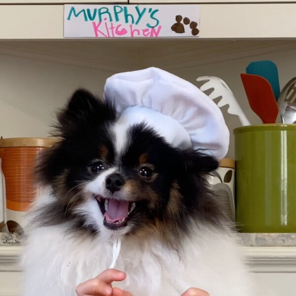 Chef Dog Hat / Chef Hat for Cat /chef Hat for Pets/ - Etsy