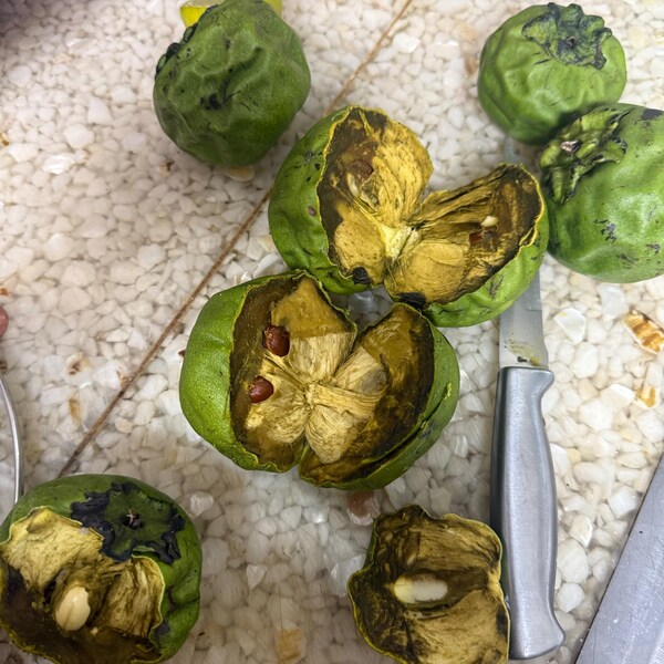 5 Felt Food Corn, Play Kitchen, Felt Food Toy, Pretend Food for Play ...