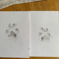 Inkless Pet Paw Print Kit | Get High-quality Paw Prints With Zero Ink ...