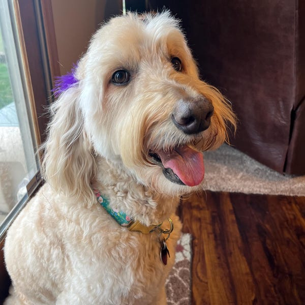 Rifle Paper Co. Dog Collar, Dog Collars, Floral Dog Collar, Girl Dog ...