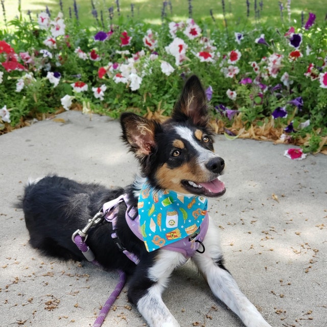 SotaPupBandanas - Etsy