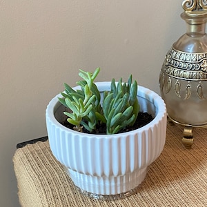 Extra Large Blue Chalk Sticks Cuttings, Curio Repens, Chalk Fingers ...