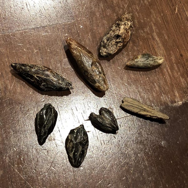 Fossilized Coprolite poop, Miocene Aged Turd, Calvert Cliffs, Maryland ...