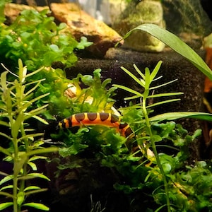 X2 Subwassertang Moss on Cholla Wood Shrimp Hideout & Betta Aquarium ...