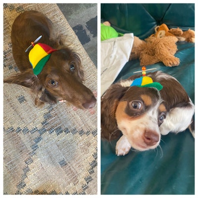 Beanie Hat / Propeller Helicopter Hat for Cat Dog Small Pet Hedgehog ...