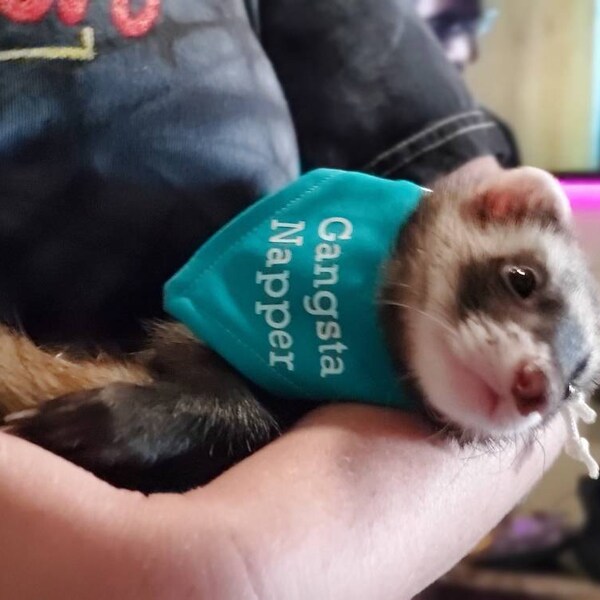 Ferret Bandana Ferret Accessories Ferret Clothes Gifts for Ferrets ...