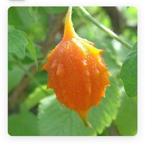 Yellow Elder Seeds Tecoma Stans 30 - Etsy