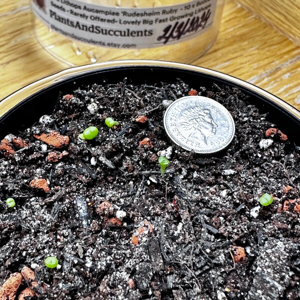 10 X Lithops Aucampiae 'rudesheim Ruby 10 X Succulent Seeds Rarely ...