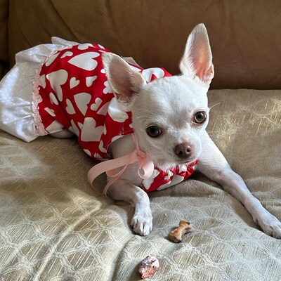 Exclusive Peter Rabbit Baby Toddler Little Girl Dress 100% - Etsy