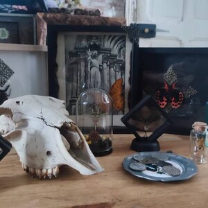 PREORDER Frame Real Skeleton Snake Taxidermy Curiosities Oddities Old ...