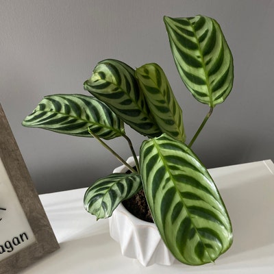 Calathea Burle Marx in a 3 Pot Maranta Amabilis Burle Marxii Starter ...