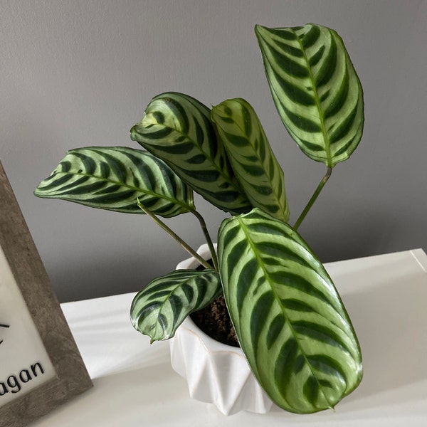 Calathea Burle Marx in a 3” Pot - Maranta Amabilis Burle Marxii Starter ...