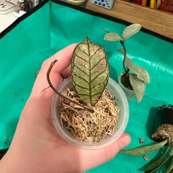 Scindapsus Exotica Hologram Variegated Rooted Bottom Cutting Active ...