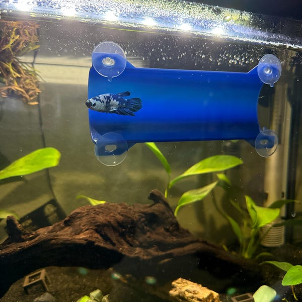 Betta Fish Toys SeeShelter Brand Betta Tunnel In Translucent Medium ...