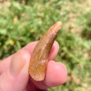 Insects in Copal, Quaternary Period, up to 2.5 Million Years Old - Etsy