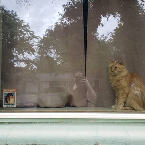 Neighborhood Watch Cat SIAMESE Window Cling Window Kitty Gift - Etsy