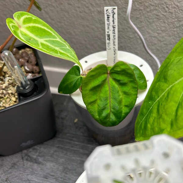 Monstera Filamentosa *EXTREMELY RARE* - Etsy