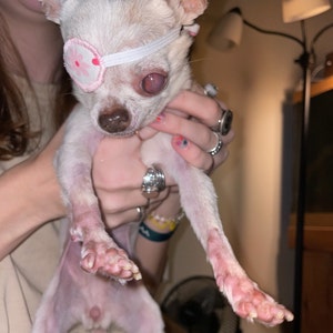 Custom Eye Patch for Dogs or Cats 100 % Cotton/ No Felt | Etsy