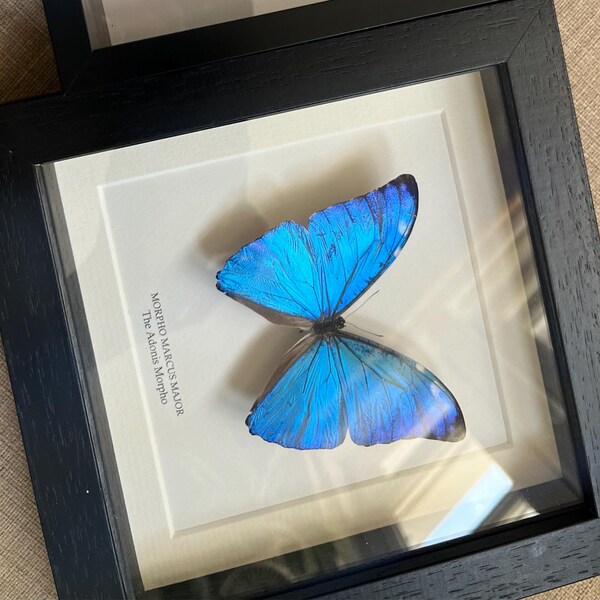 Filipino Atlas Moth Male & Female Pair in Box Frame (attacus Lemairei ...
