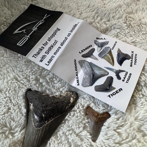 Broken Megalodon Shark Tooth - Etsy