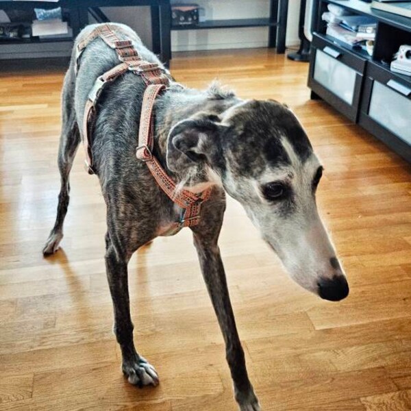 Dog Harness All Neon Like for Greyhound, Whippet, Piccolo, All Breeds ...