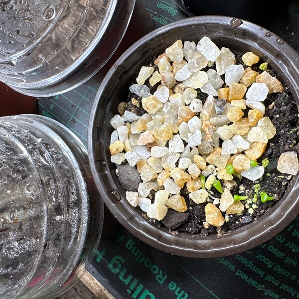 Lithop Seeds Mix, Living Stones Seeds, Colorful Mini Succulent ...