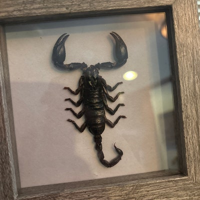 Atlas Moth, Framed Taxidermy Moth Display, Insect Wall Art, Natural ...