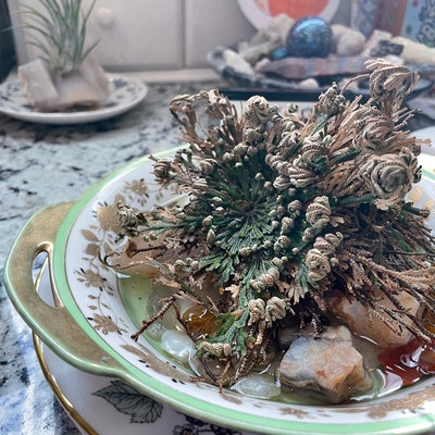 Plant of Resurrection, Rose of Jericho Specialty Plants, Everlasting ...