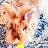 Mini Pretzel & Churro Shaped Treat Bunny Treat All Natural Treat for ...