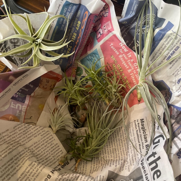 Neglecta Mini Air Plants - Tillandsia, Air Plant, Indoor Plant, House ...