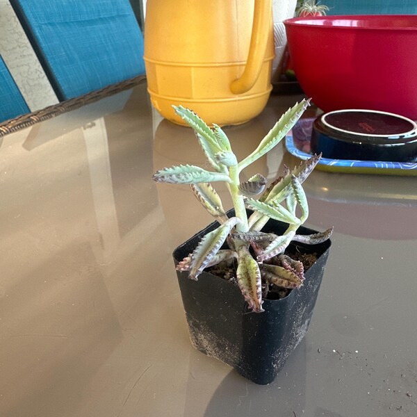 Rare Pink Butterfly Kalanchoe Succulent, Easy Care Patio Plant - Etsy