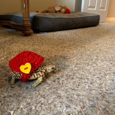 Tortoise Sweaters, Pet Costume, Turtle Sweater, Cute Animals, Tortoise ...