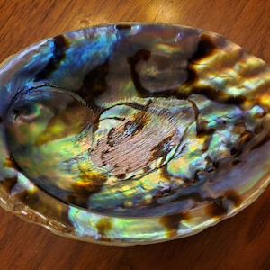 Premium Extra Large Abalone Shell 5-6" Smudging, Burning Sage Incense ...