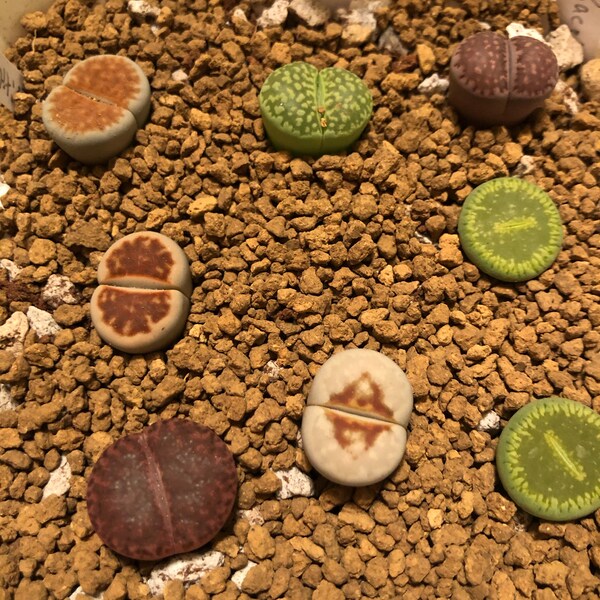 Plant -1- Dinteranthus.vanzylii × L.lesliei Dinterops “stonesthrow” - Etsy