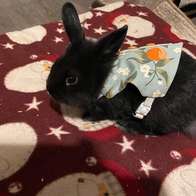 Easter Bunny Garden Bunny Pet Bunny Dress/harness Rabbit - Etsy