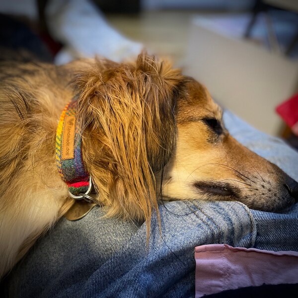 Mustard and Blue Check 'harris Tweed' Dog Lead - Etsy