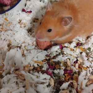 Hamster Treat Boxes - Etsy