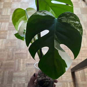 Variegated Philodendron Ring of Fire - Etsy