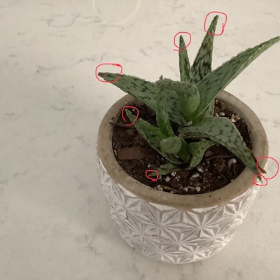 Aloe White Fox Rare Succulent Live Plant - Etsy