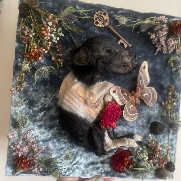 Freeze Dried Yak Feet (for One) - Taxidermy Yak, Deer Antlers ...