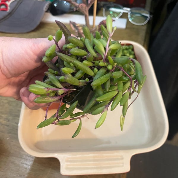 Ruby Necklace, String of Rubies, Little Pickles, Othonna Capensis ...