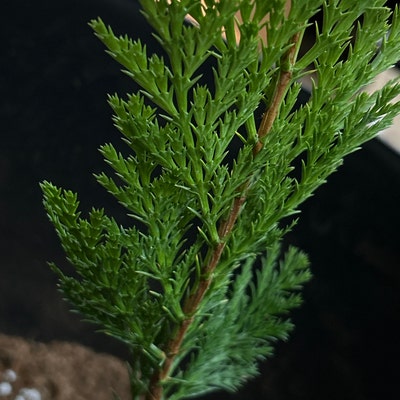 Giant Sequoia Tree Seed Grow Kit the Jonsteen Company - Etsy